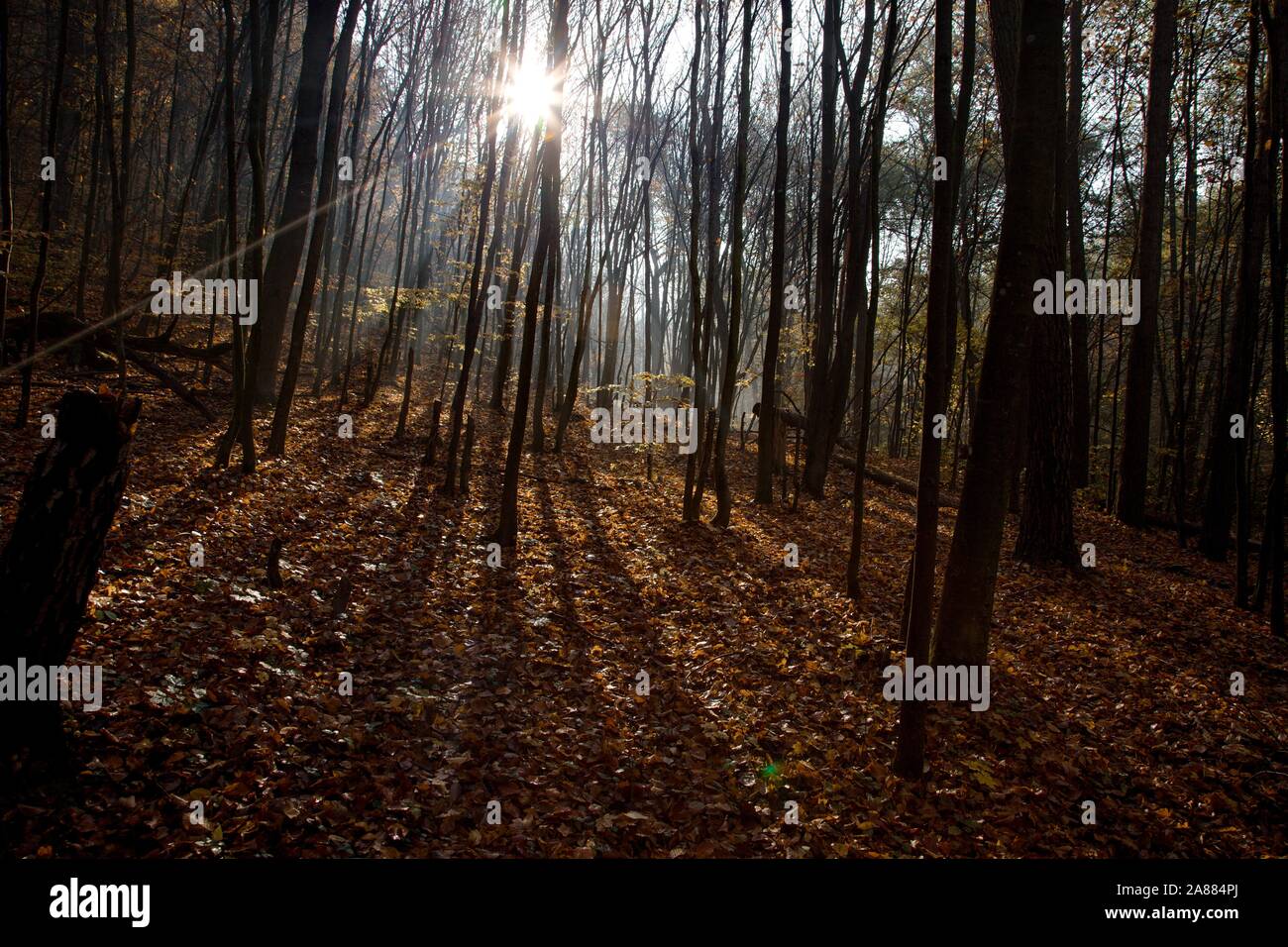 Forest sun rays shadows fog hi-res stock photography and images - Alamy