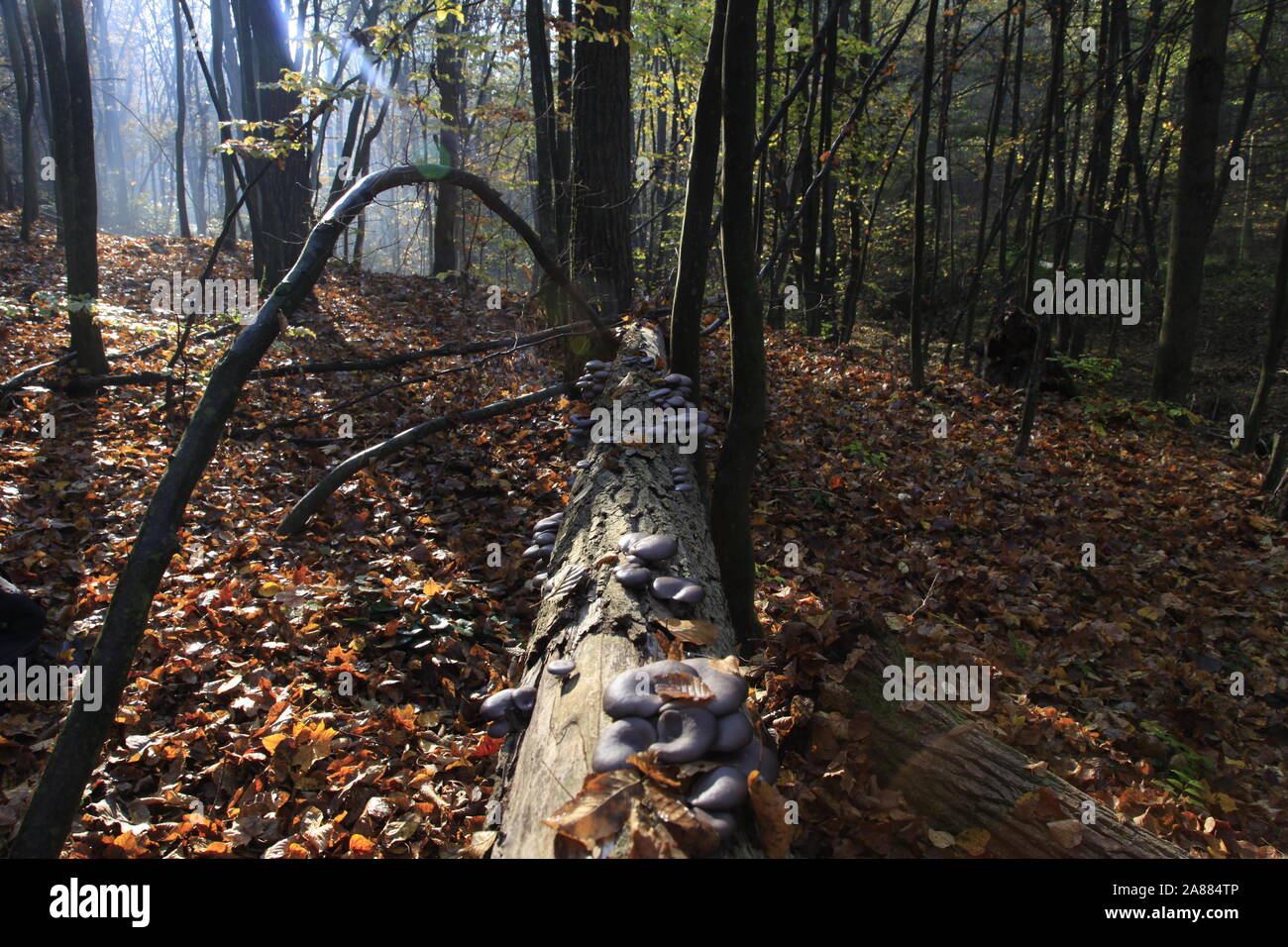 Dead poplar hi-res stock photography and images - Alamy