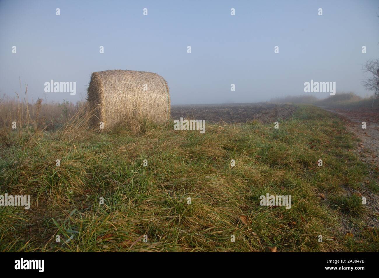 Meadow hay on white hi-res stock photography and images - Alamy