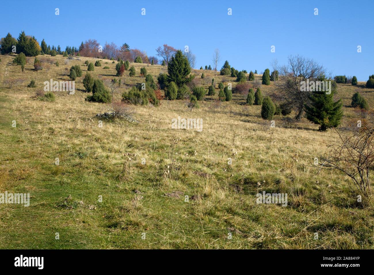 Savin juniper hi-res stock photography and images - Alamy