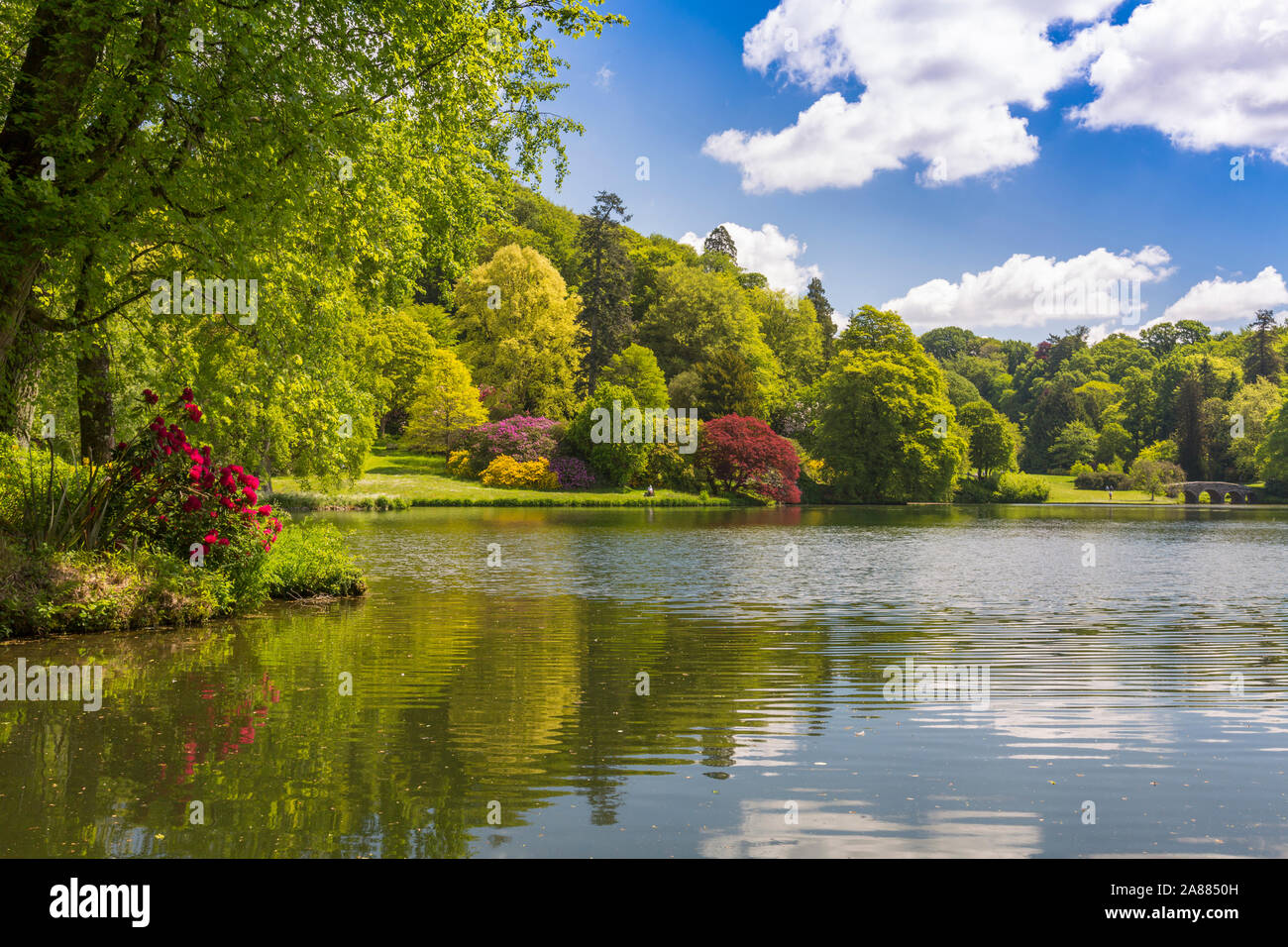 The vivid colours of rhododendron flowers surround the lake in spring ...