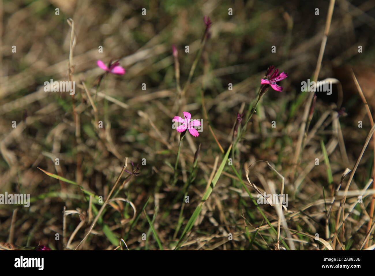 Purple mountain flowers hi-res stock photography and images - Alamy