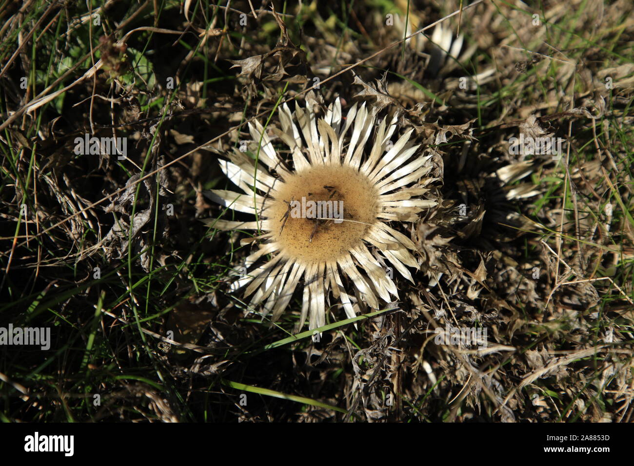 Dead dry flower on the mountain meadow Stock Photo - Alamy