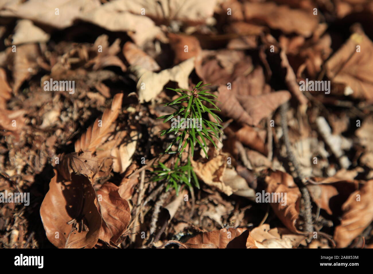 Old tree with sapling hi-res stock photography and images - Alamy