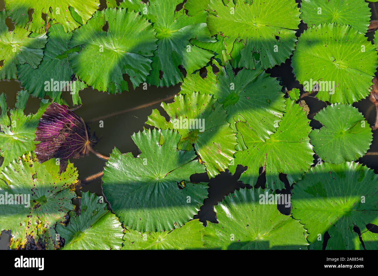 Floating flower picture hi-res stock photography and images - Alamy