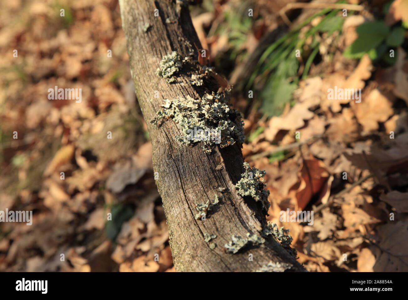 Lichen on the old dead branch Stock Photo - Alamy