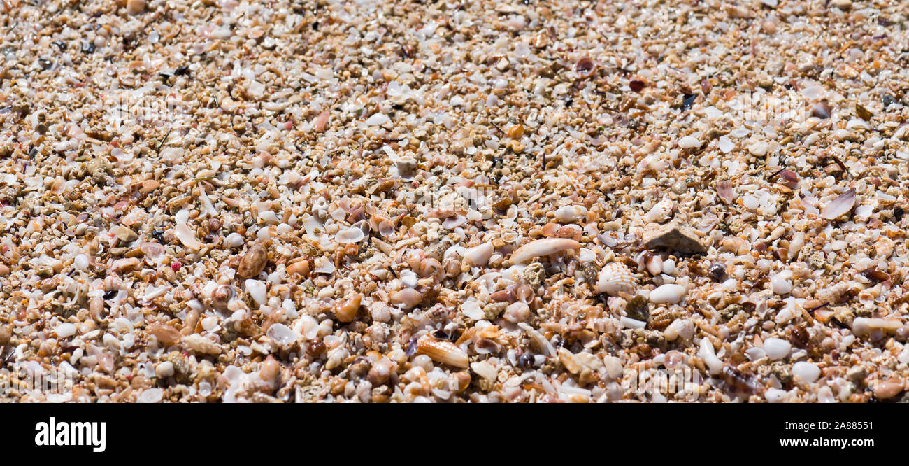 Seashells background. Beautiful shells on the beach on the Ionian Sea ...