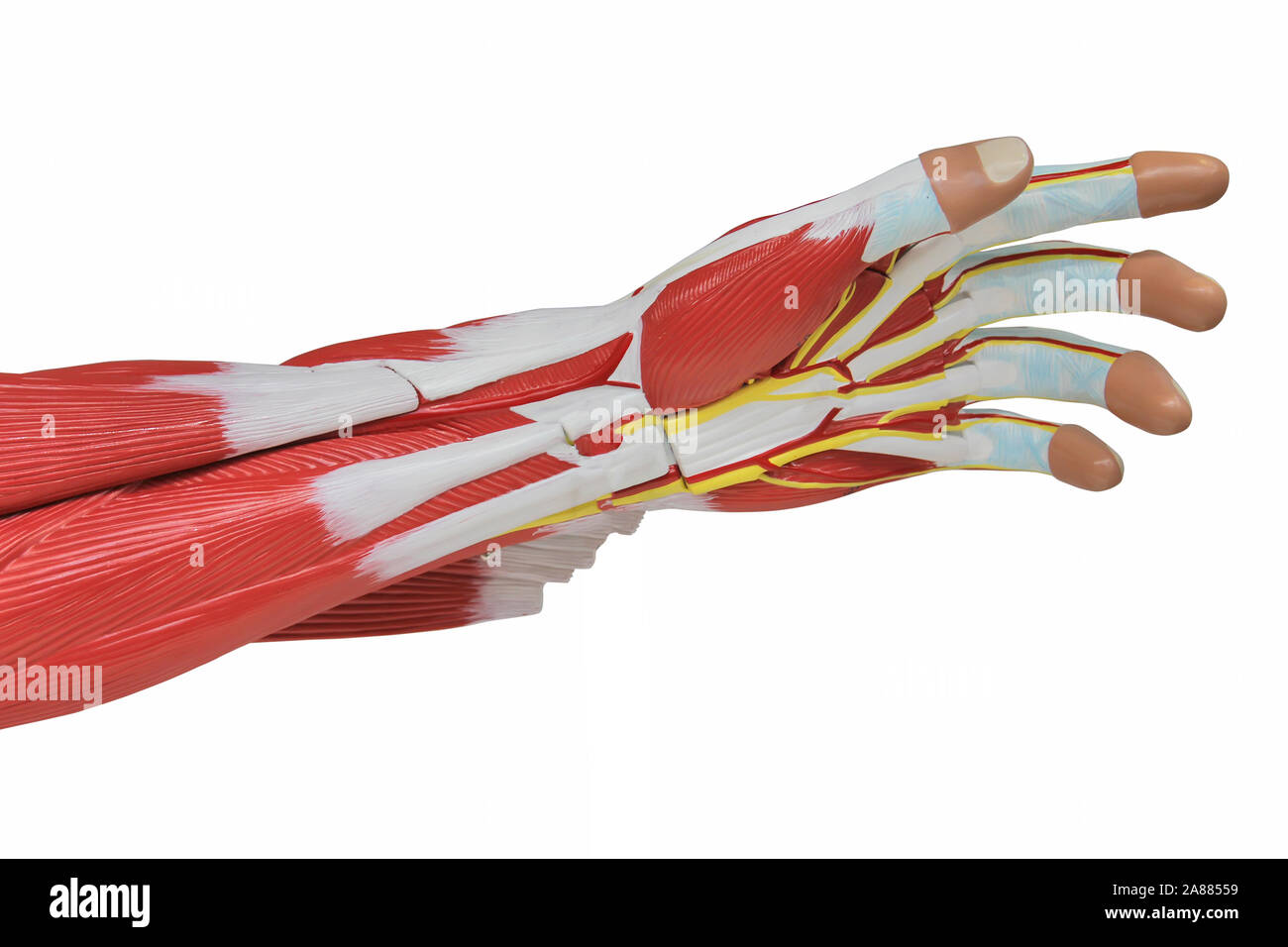 Nerves hand hi-res stock photography and images - Alamy