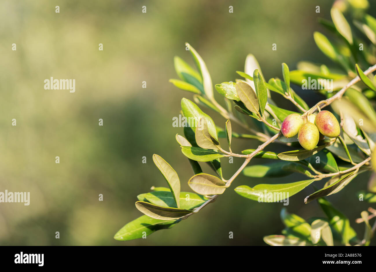 Olive bunch with green young olives on blurred background. Green olives ...