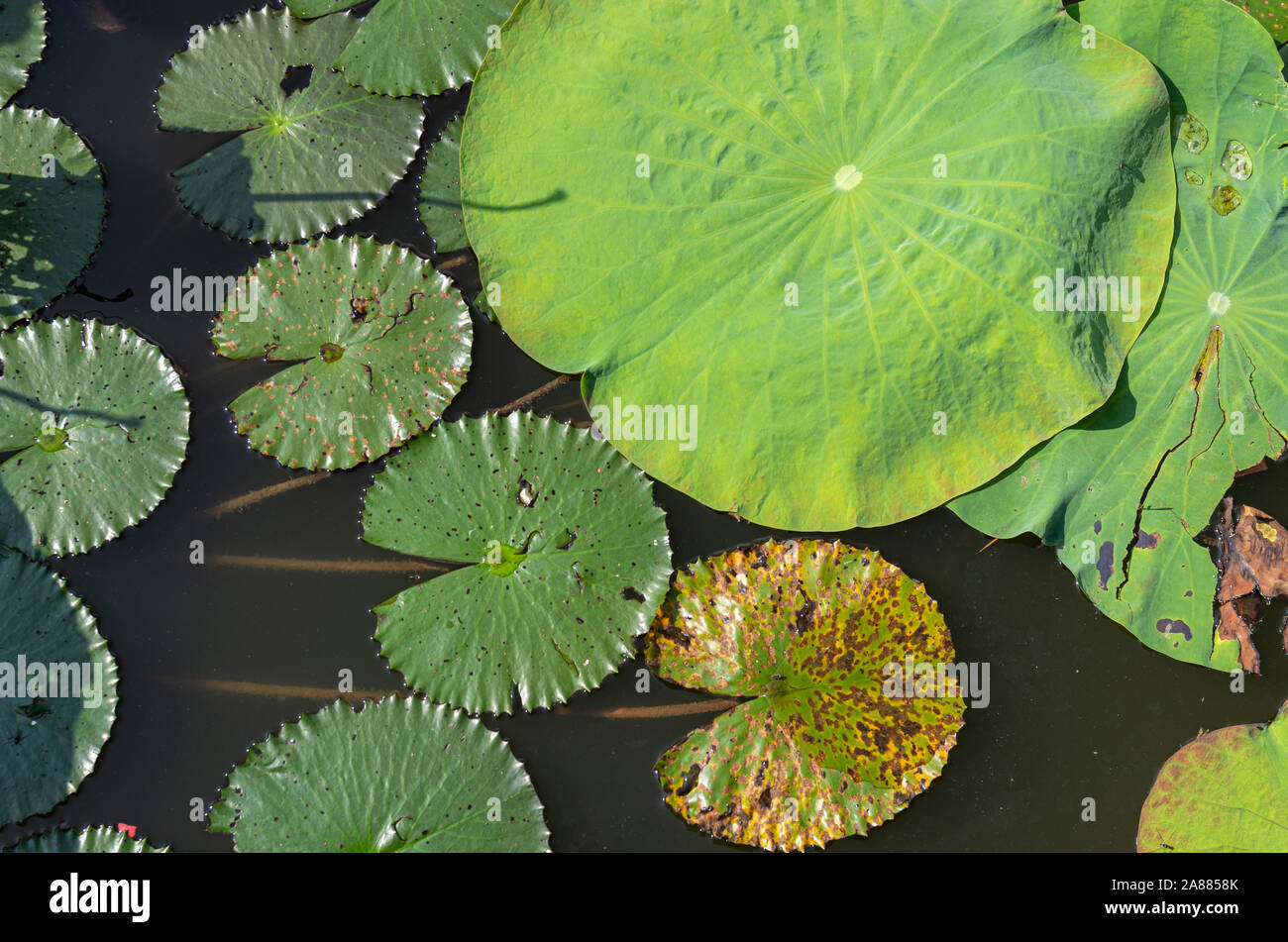 Picture of lotus sheets floating on water - close up Stock Photo - Alamy