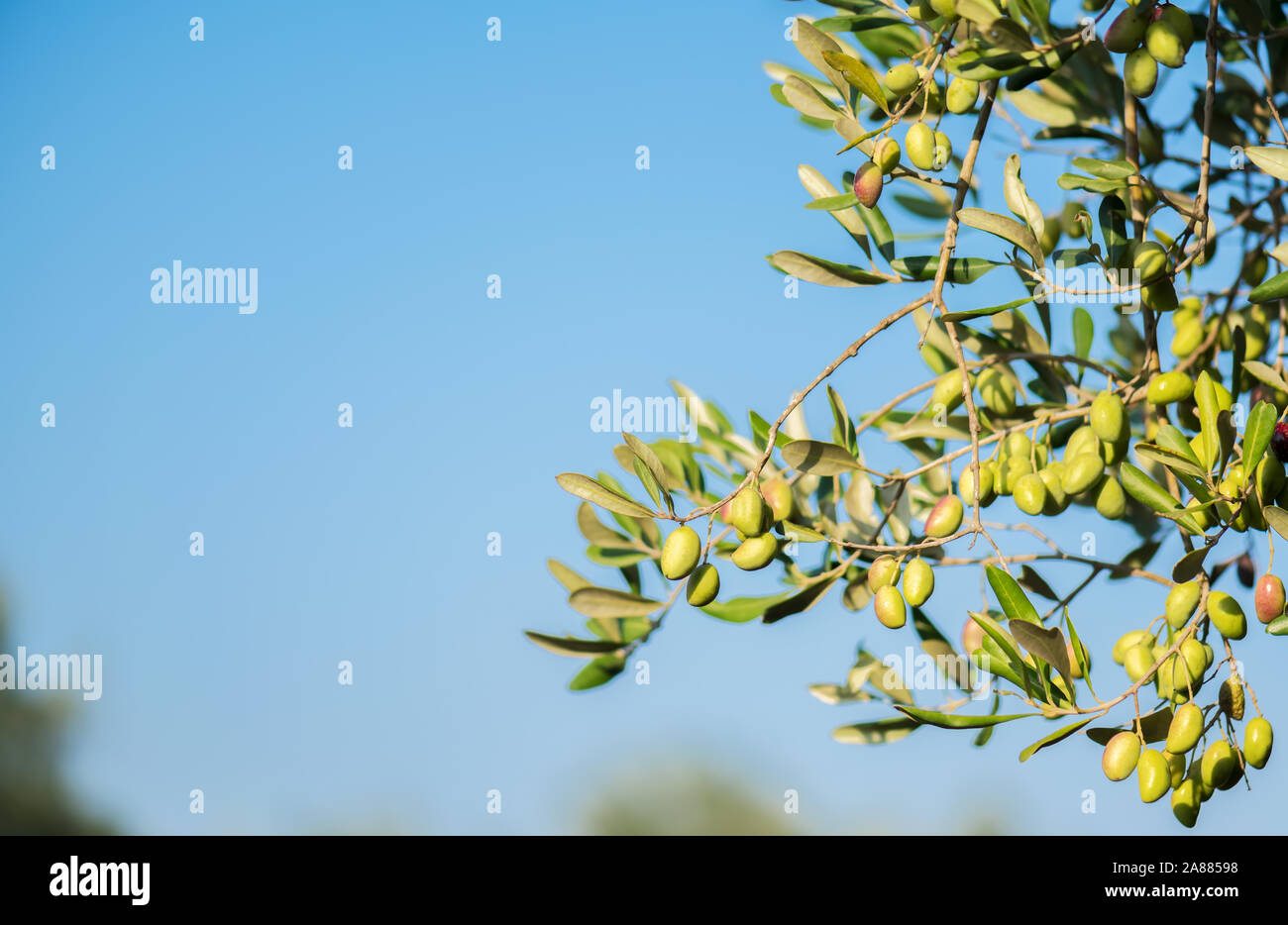 Olive bunch with green young olives on blurred background. Green olives ...