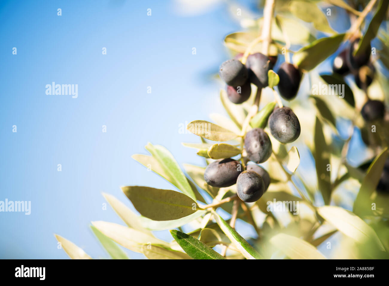 Nature banner of olive bunch with olive fruite. Beautiful olive bunch ...