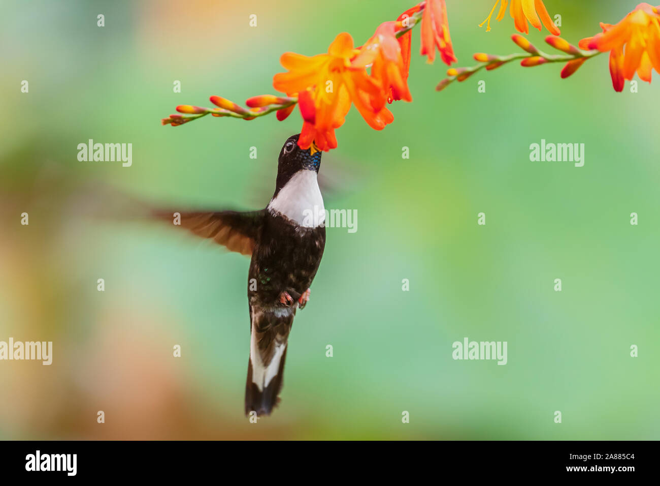Collared Inca - Coeligena torquata, beautiful black and white ...