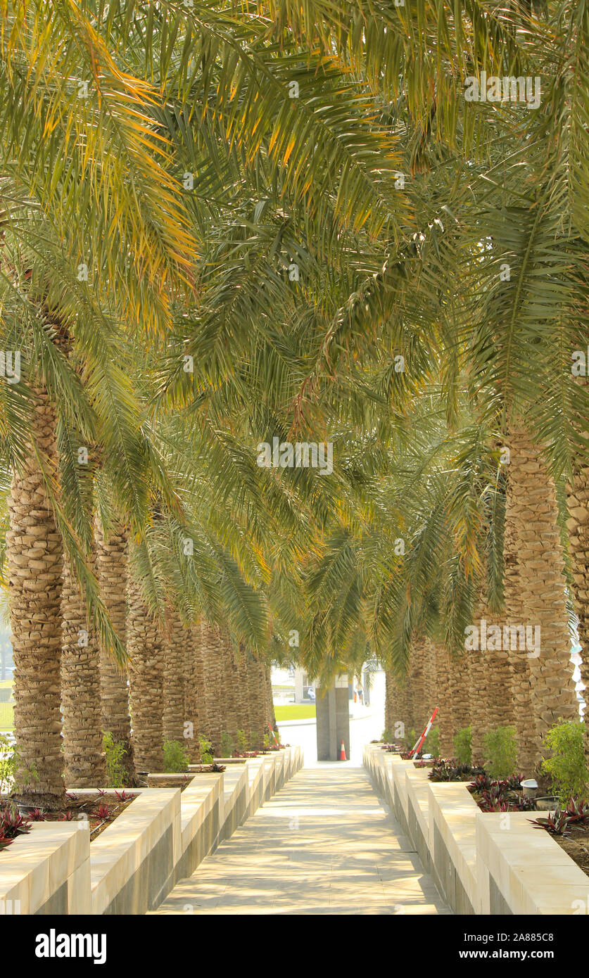 Date palm trees growing in a row and branches of date palms under blue ...