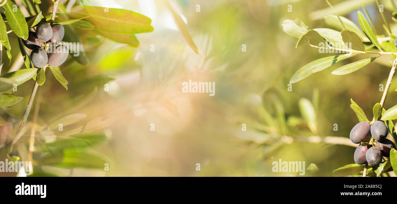 Nature website banner of olive bunch with olive fruite. Beautiful olive ...