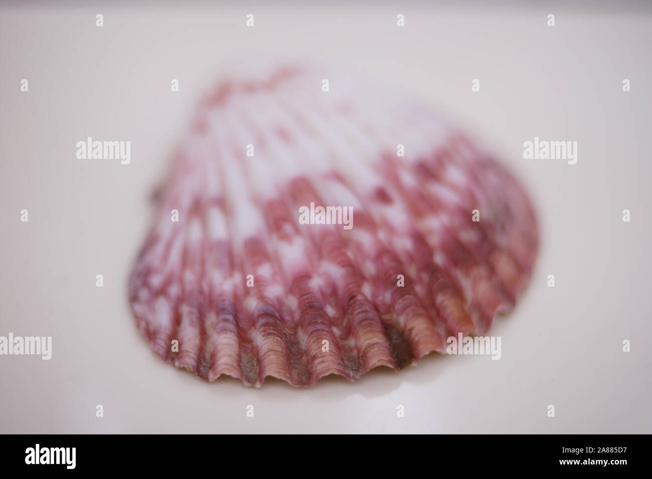 Scallop close up hi-res stock photography and images - Alamy