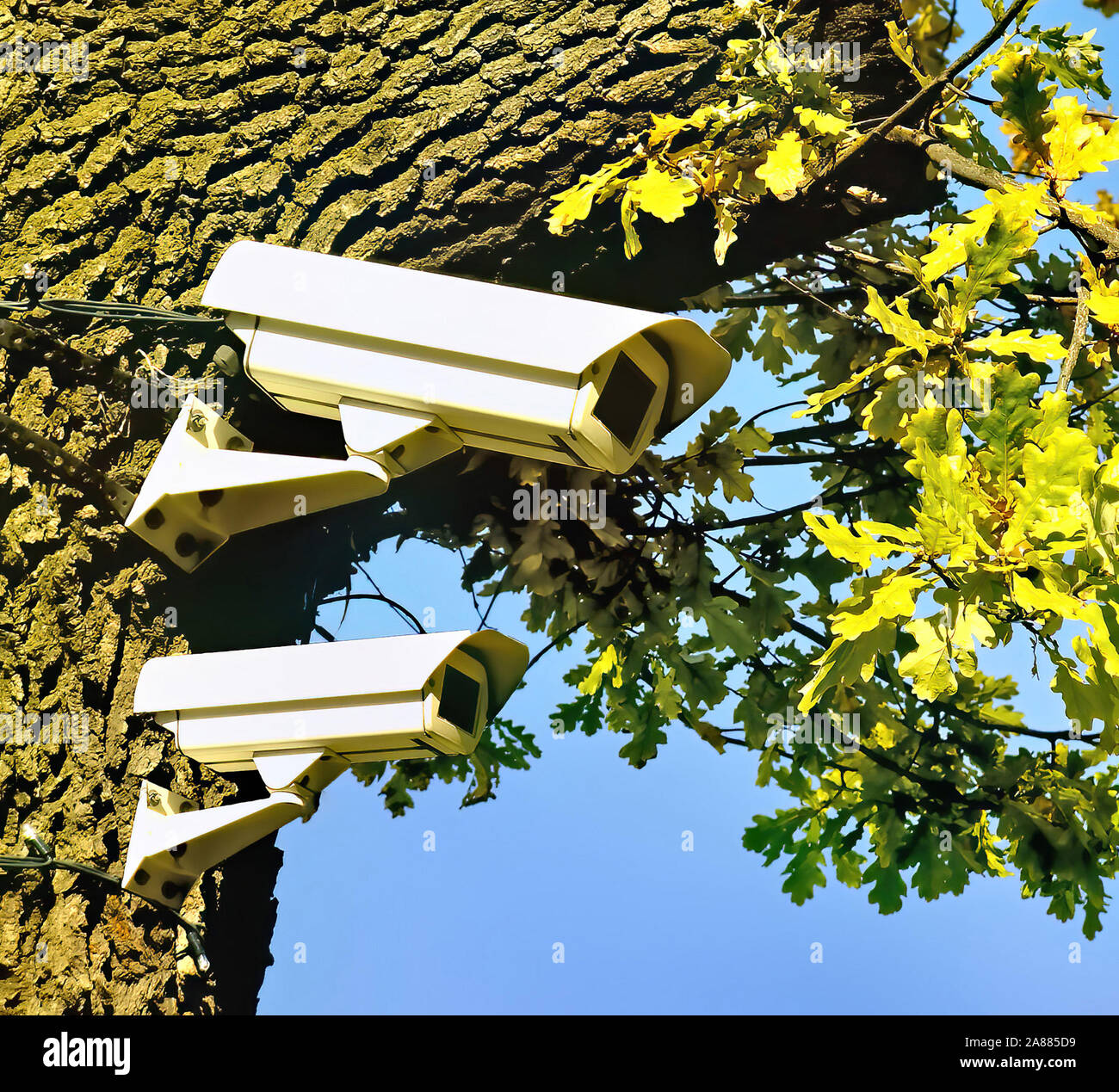 Tree that sees - concept photograph Stock Photo - Alamy