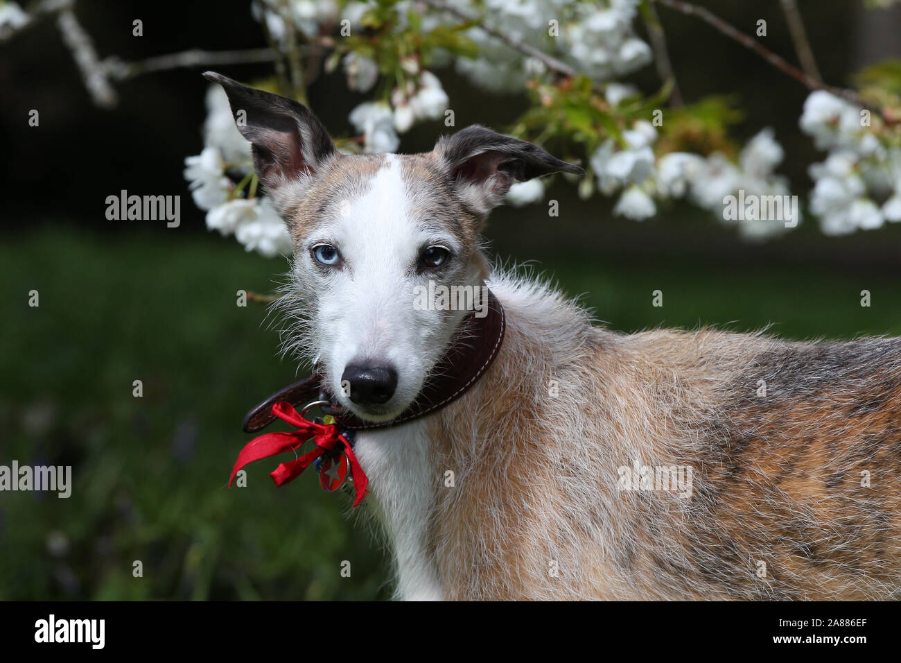 Lurcher play hi-res stock photography and images - Alamy