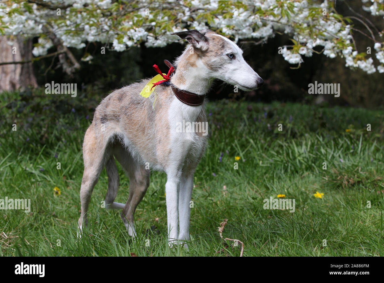 Brindle lurcher puppy hi-res stock photography and images - Alamy