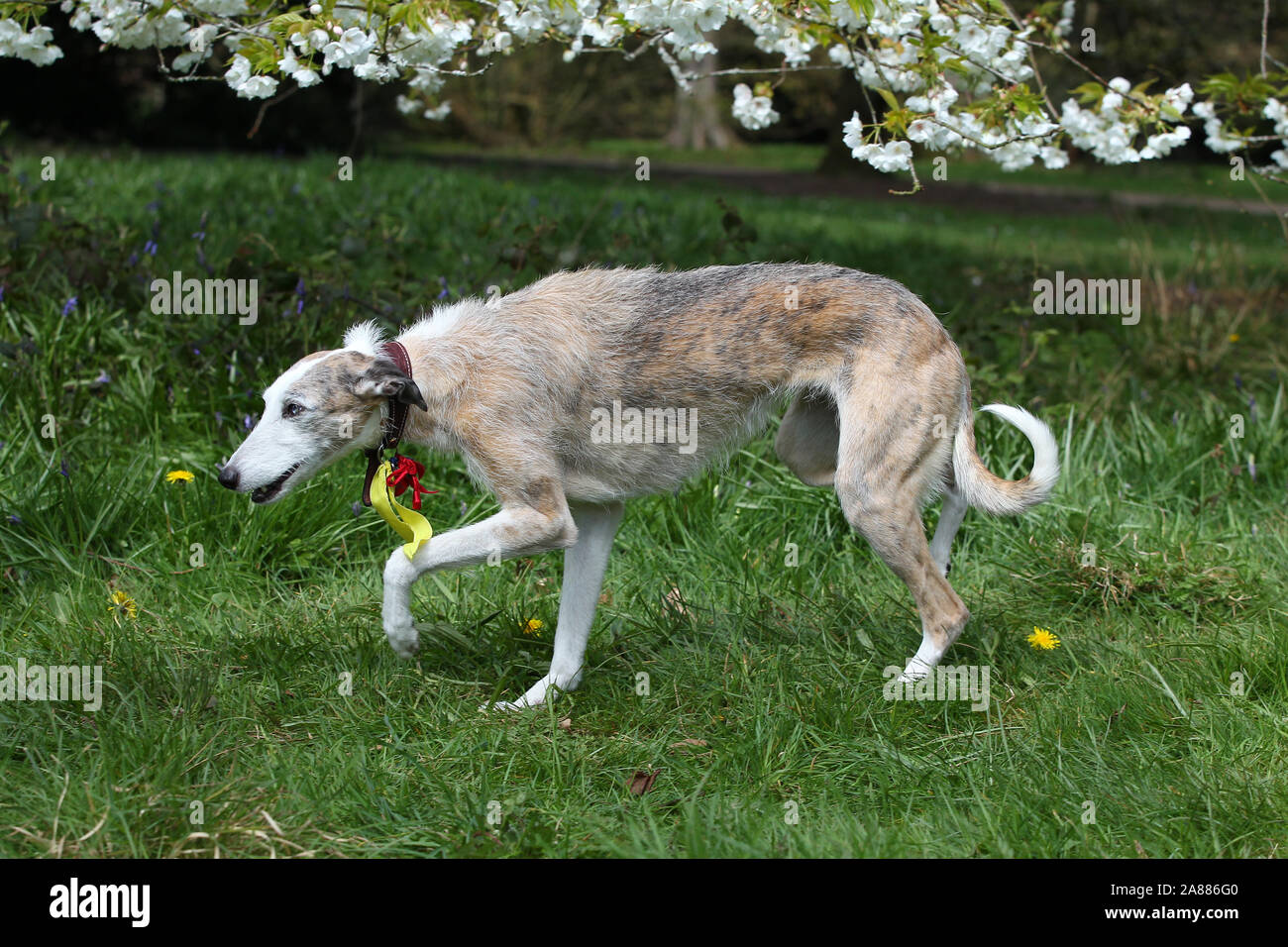 Brindle lurcher puppy hi-res stock photography and images - Alamy