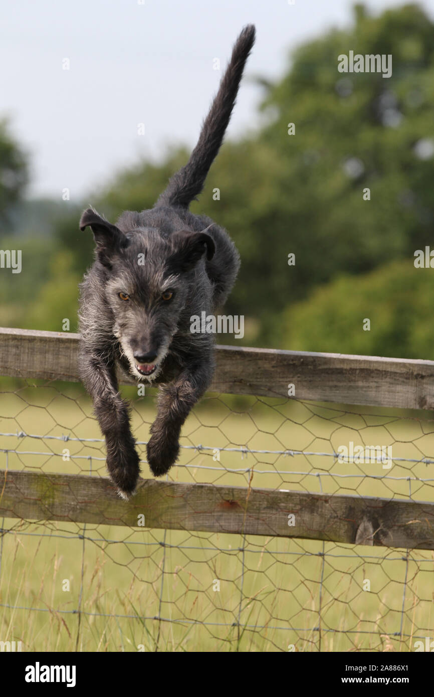 Lurcher Jumping High Resolution Stock Photography and Images - Alamy