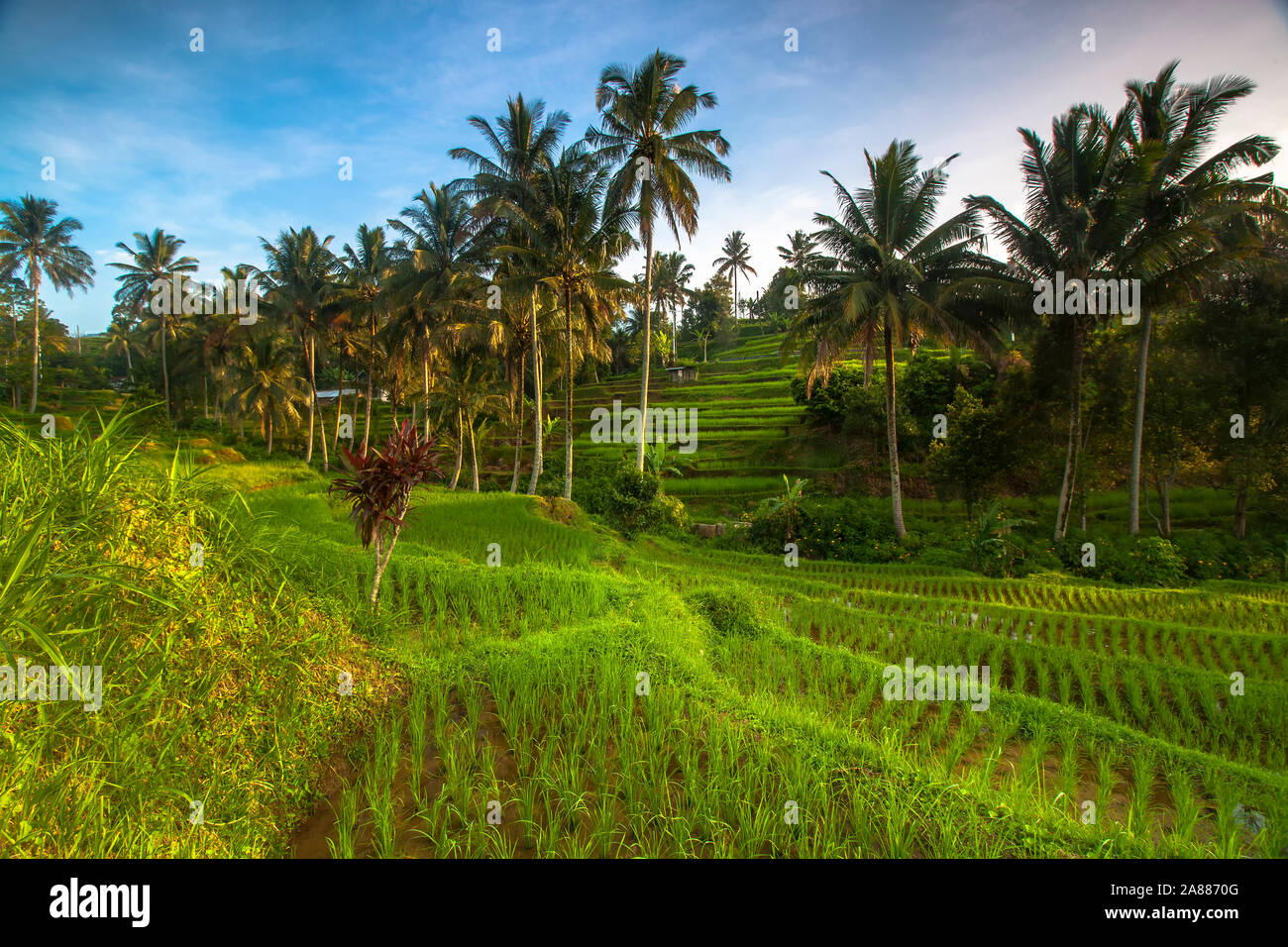 the natural beauty of Sumatra and the beautiful expanse of rice fields ...