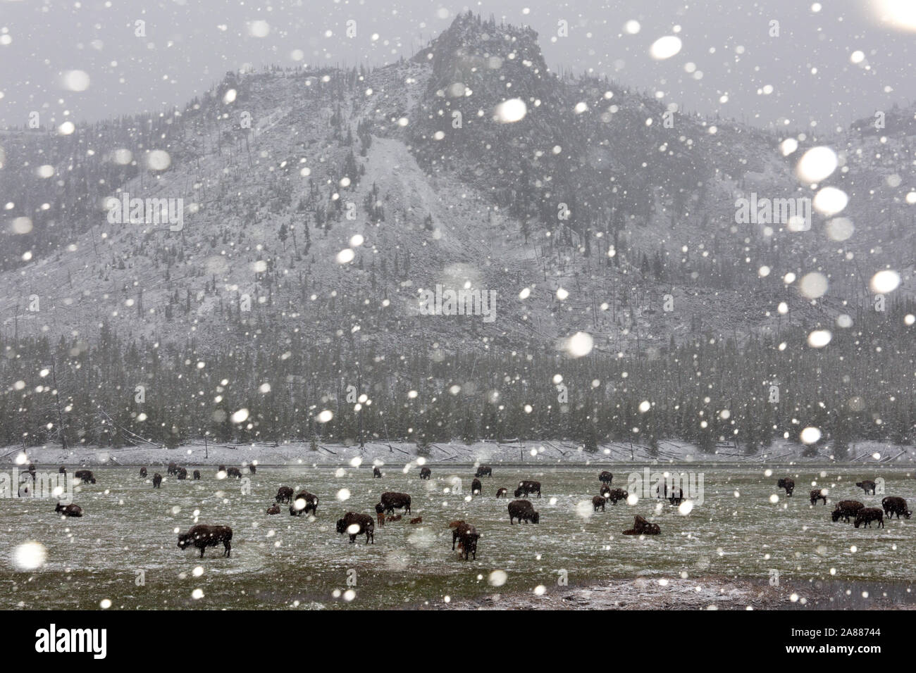 Yellowstone winter buffalo hi-res stock photography and images - Alamy