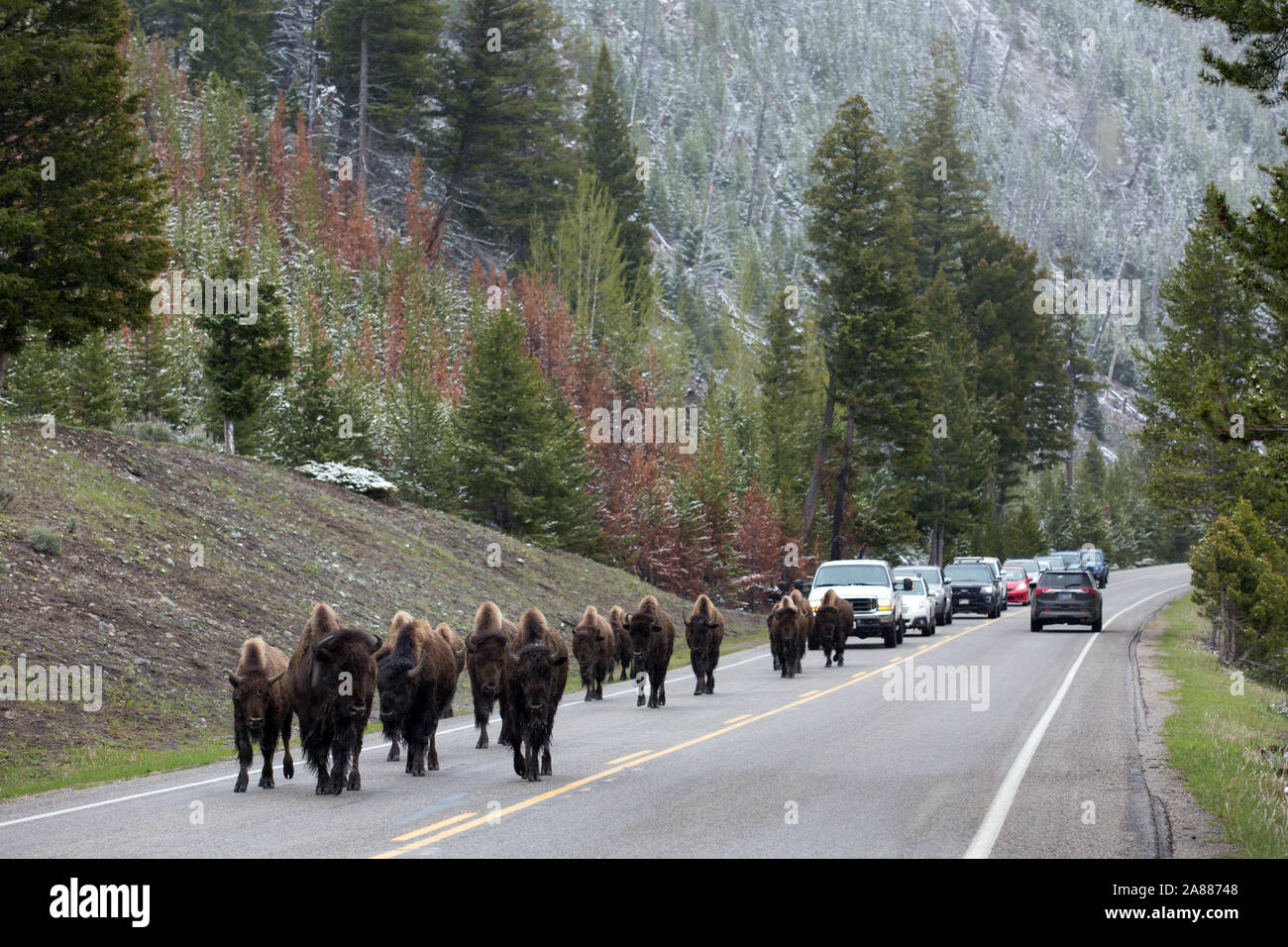 Buffalo Blocking Road High Resolution Stock Photography and Images - Alamy