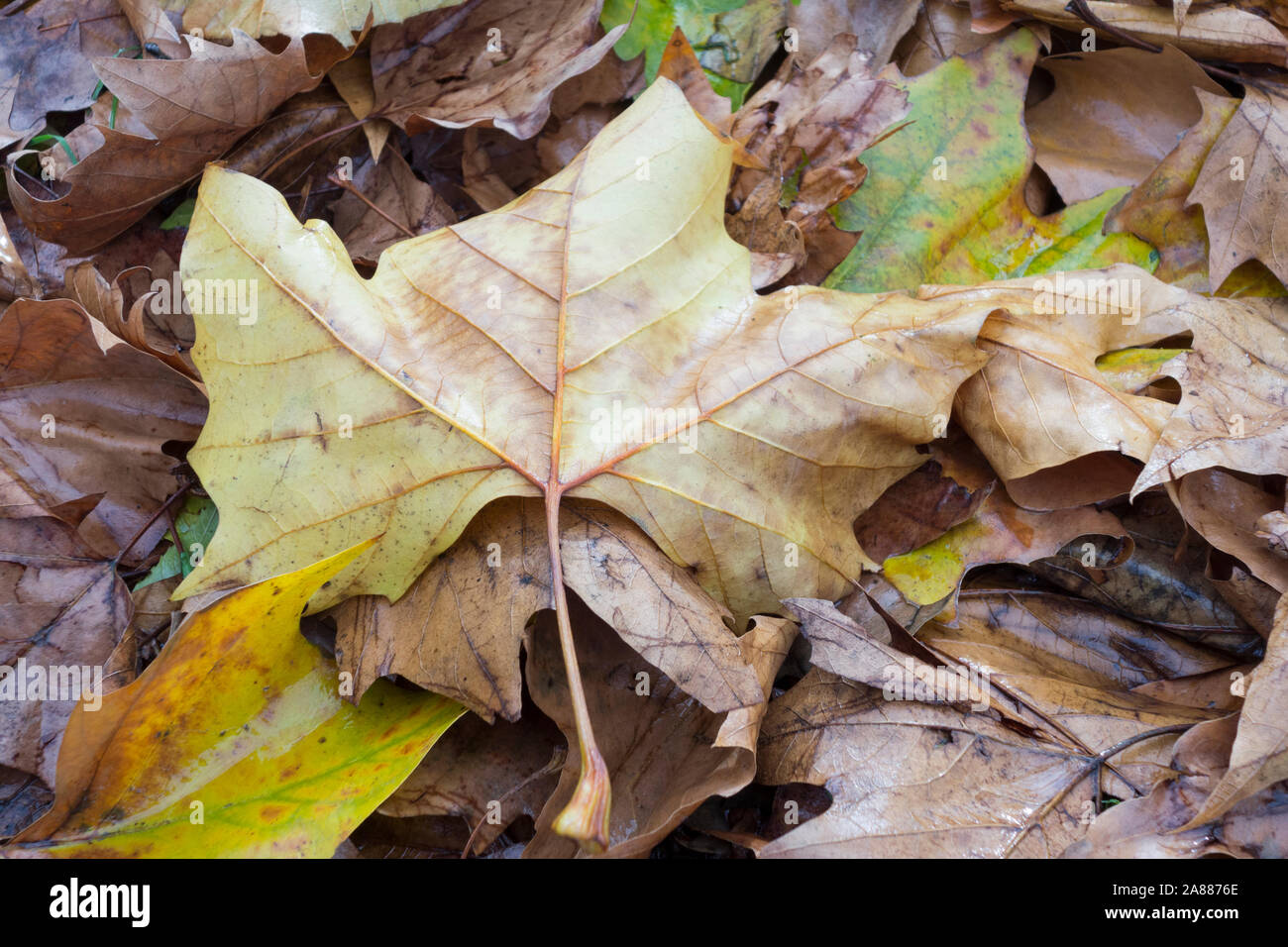 Autumn Sycamore (Aceraceae) leaf fall Stock Photo - Alamy