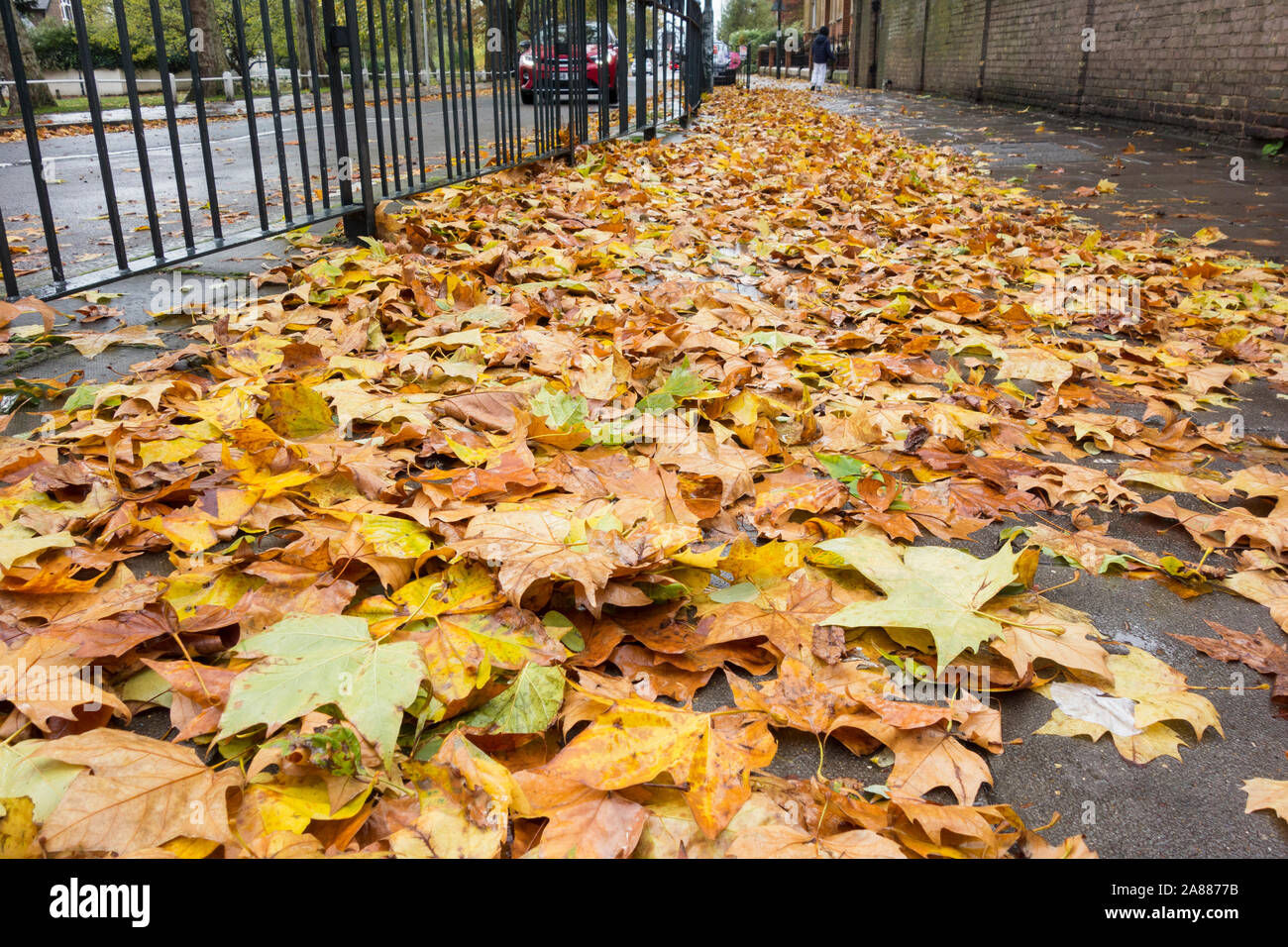 Sycamore leaf with fall colors hi-res stock photography and images - Alamy
