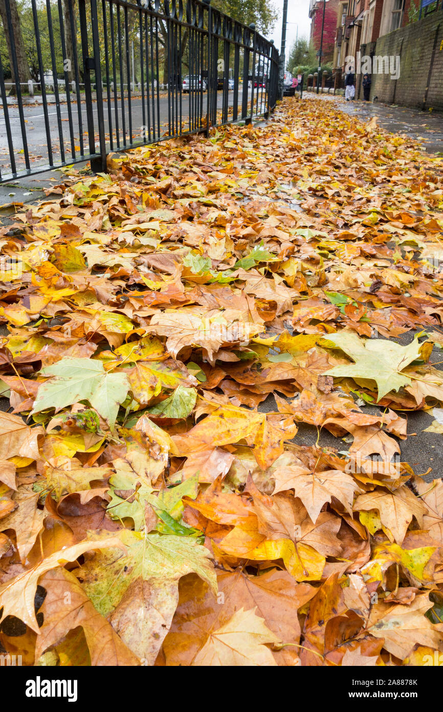 Sycamore Leaf With Fall Colors High Resolution Stock Photography and ...