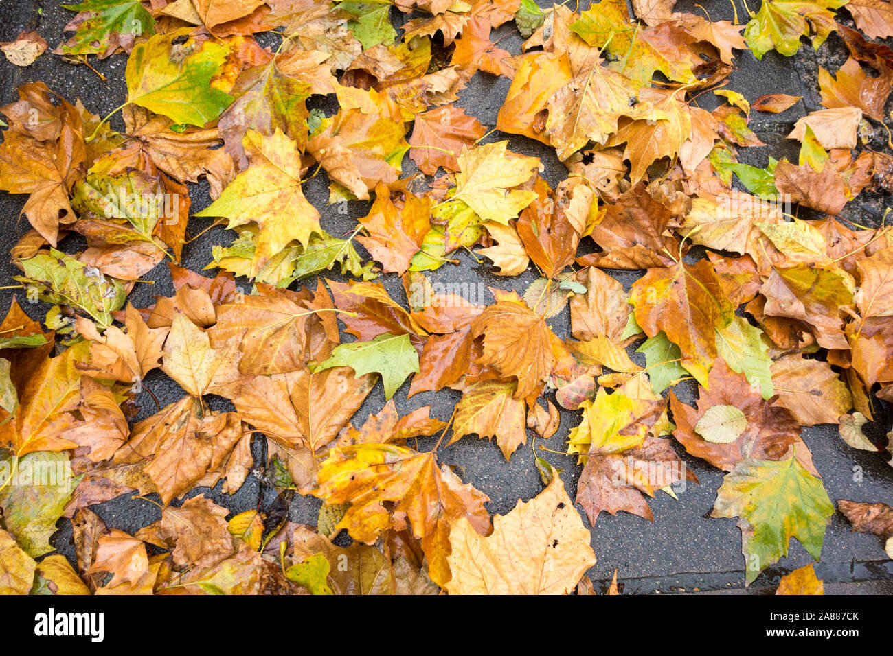 Sycamore autumn leaf color hi-res stock photography and images - Alamy