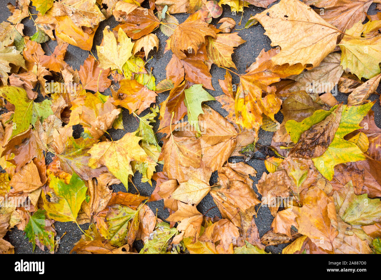 Sycamore Leaf With Fall Colors High Resolution Stock Photography and ...