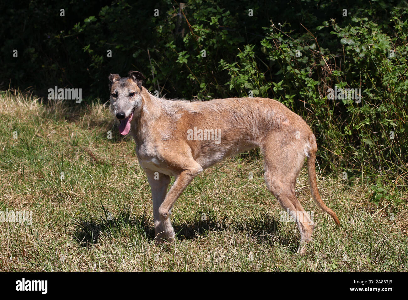 Lurcher paw hi-res stock photography and images - Alamy