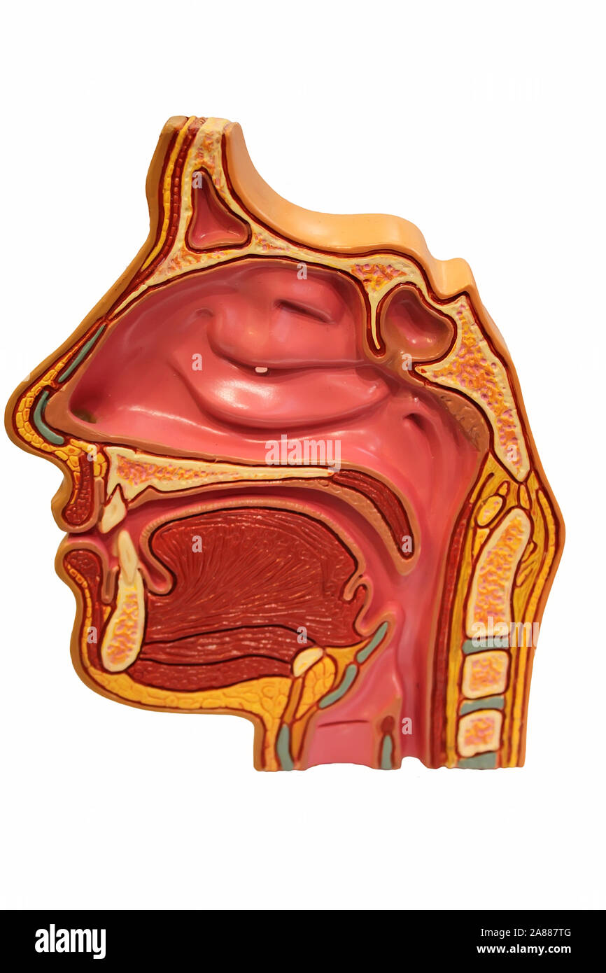 Nose and sinus model Stock Photo - Alamy