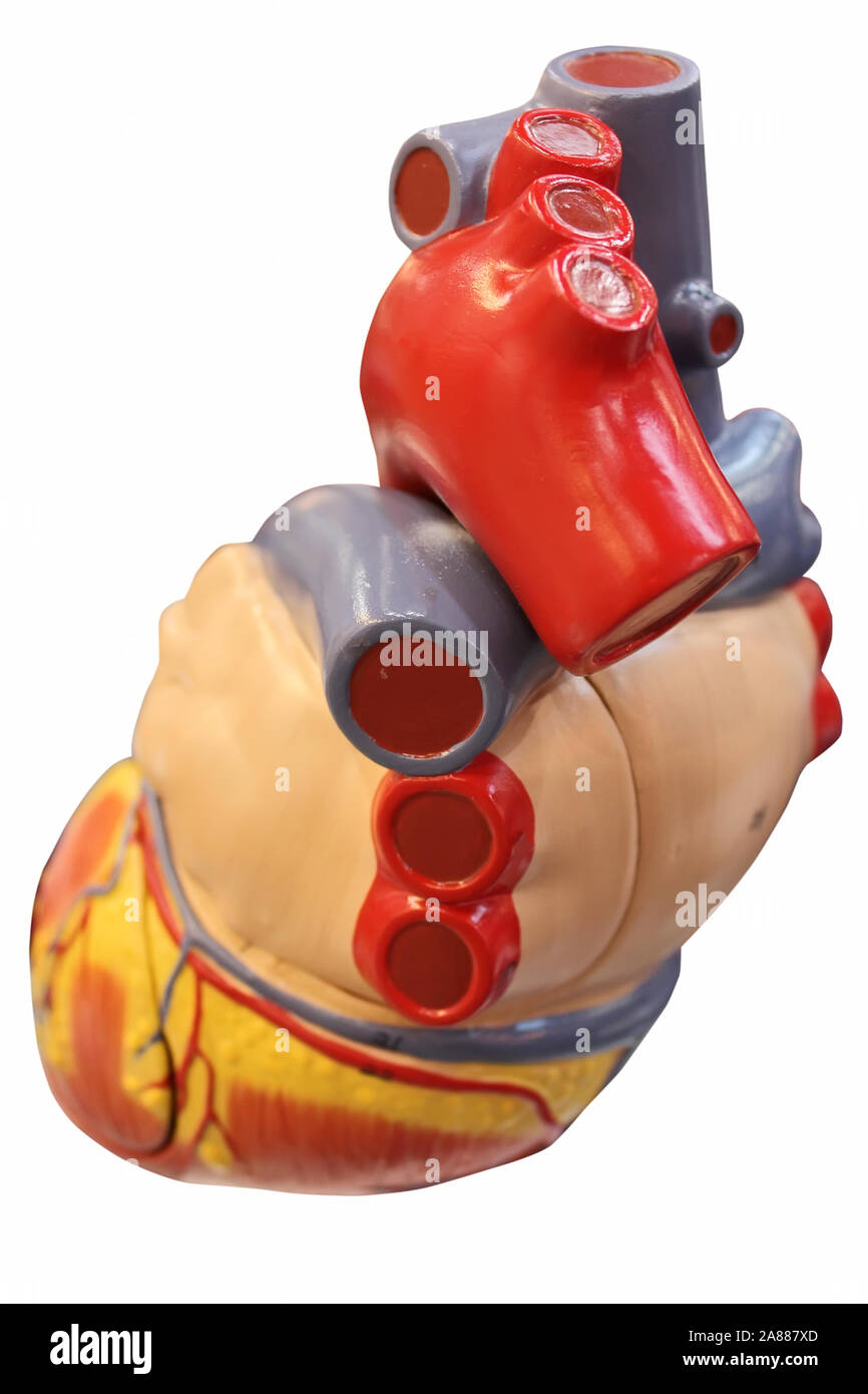 Human heart model isolated hi-res stock photography and images - Alamy