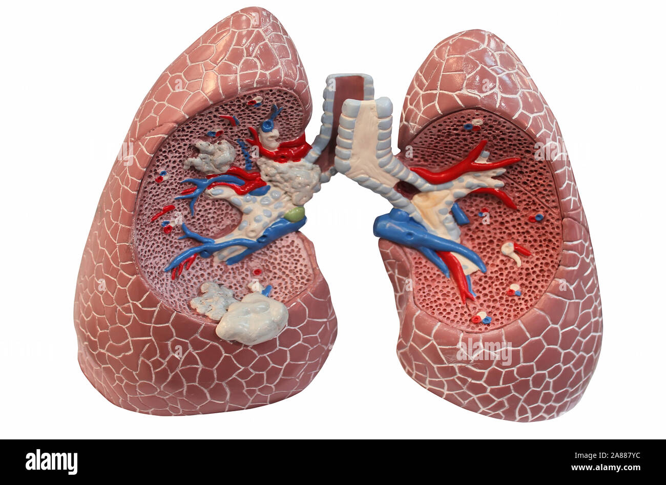 Lung Model Anatomy