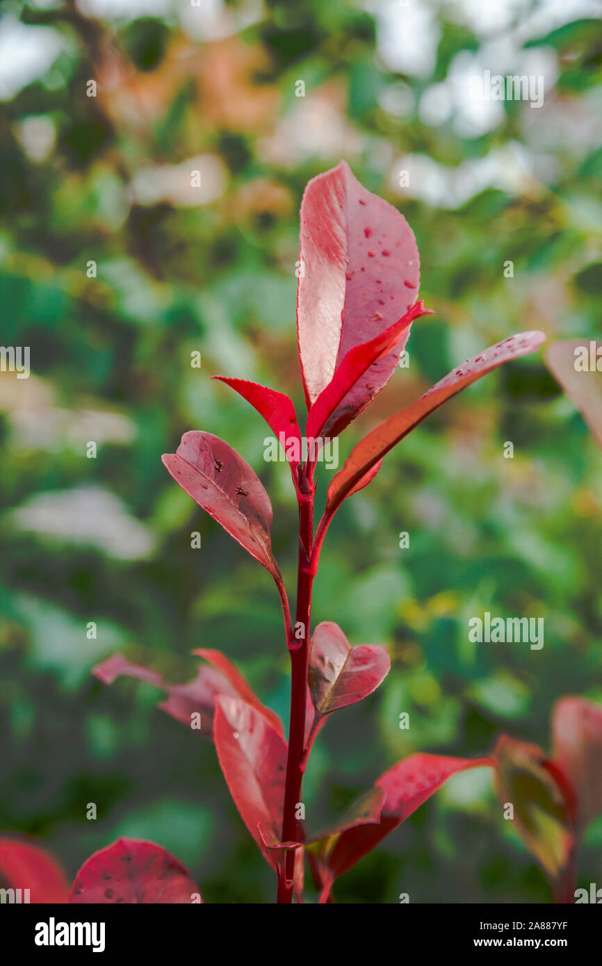 Little red robin hi-res stock photography and images - Alamy