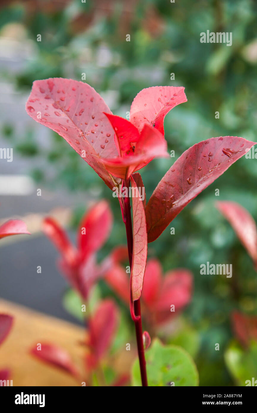 A colourful display of red Autumn leaves on a Photinia plant ( Little ...