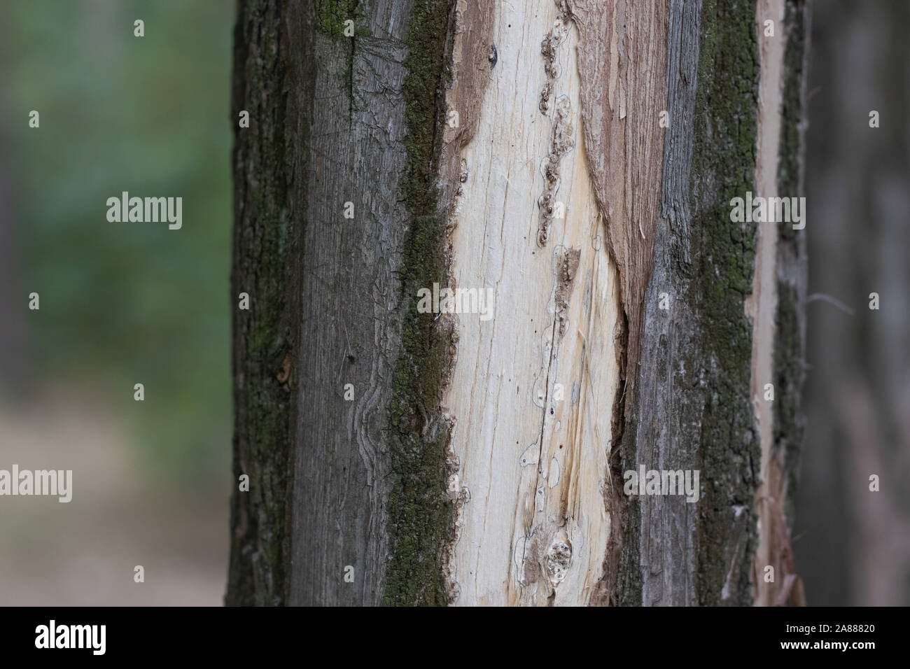 Bark falling off hi-res stock photography and images - Alamy