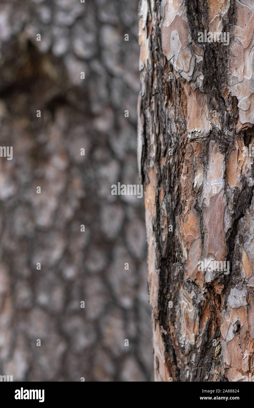 Pine Tree Trunk Bark Texture Close up on blurred Pine background Stock ...