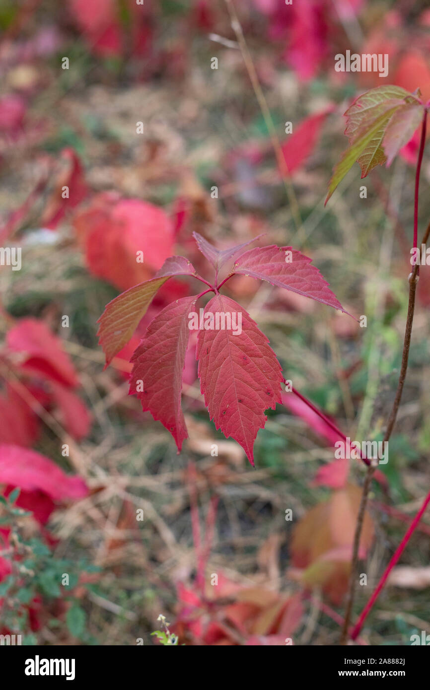 Wild grapes in the forest with red leaves. Autumn background Stock ...