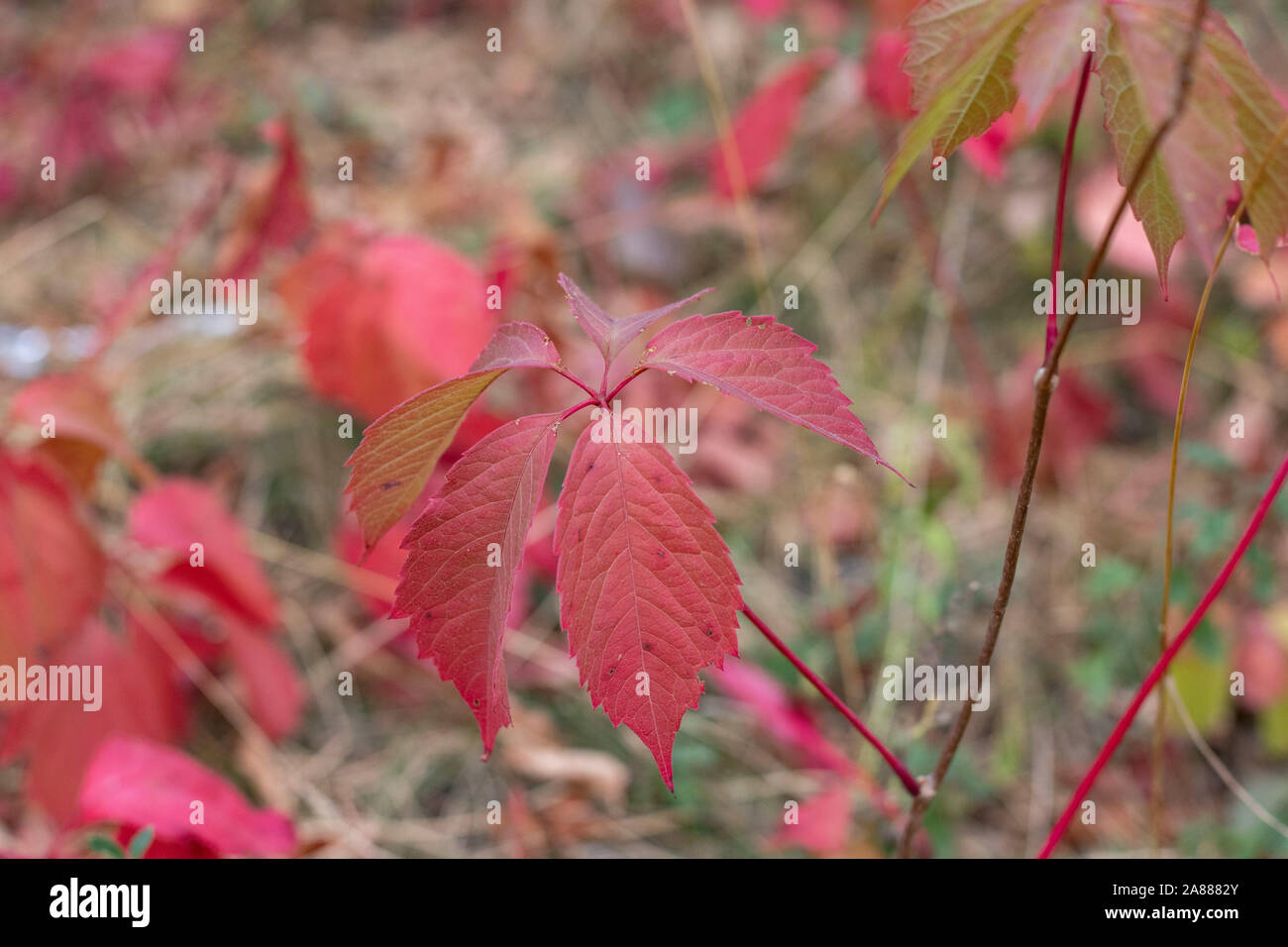 Wild grapes in the forest with red leaves. Autumn background Stock ...