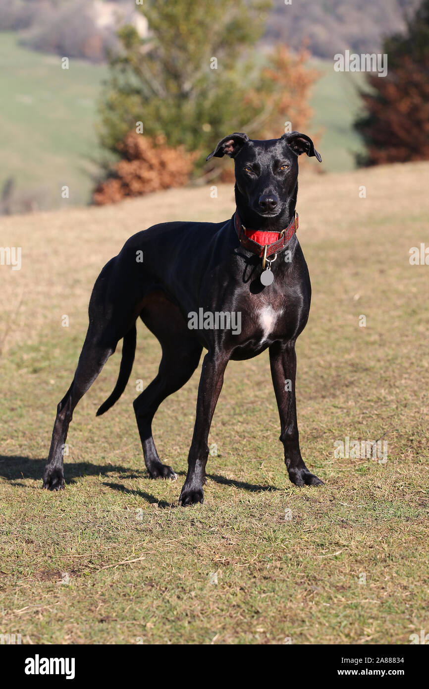Lurcher lying down hi-res stock photography and images - Alamy