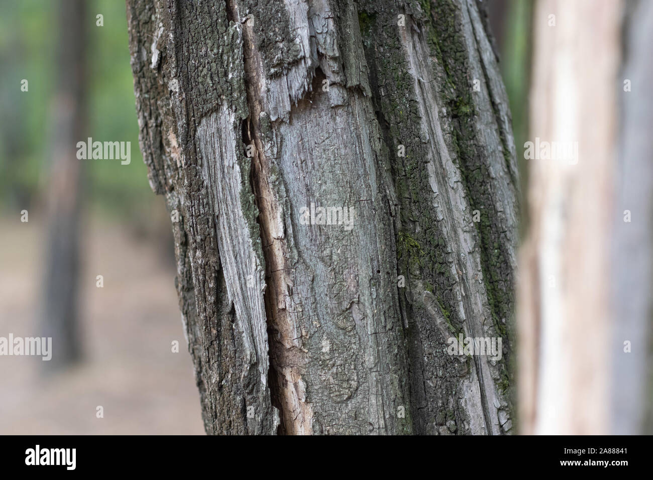 Diseased tree trunk hi-res stock photography and images - Alamy