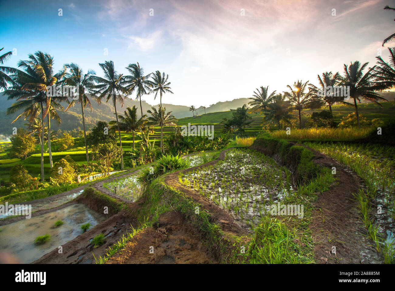 the natural beauty of Sumatra and the beautiful expanse of rice fields ...