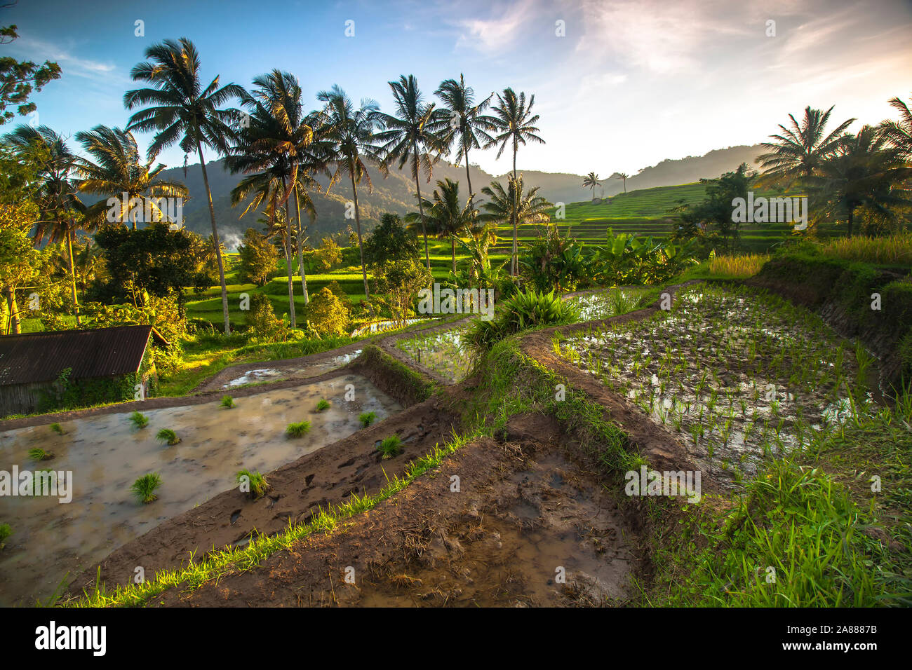 the natural beauty of Sumatra and the beautiful expanse of rice fields ...