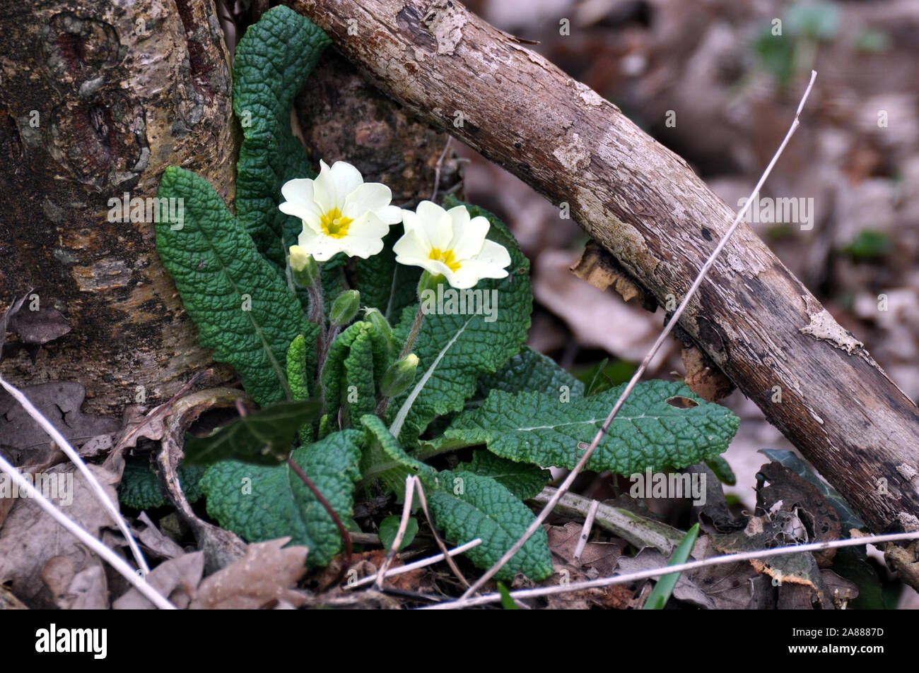 Primrose flower bush hi-res stock photography and images - Alamy