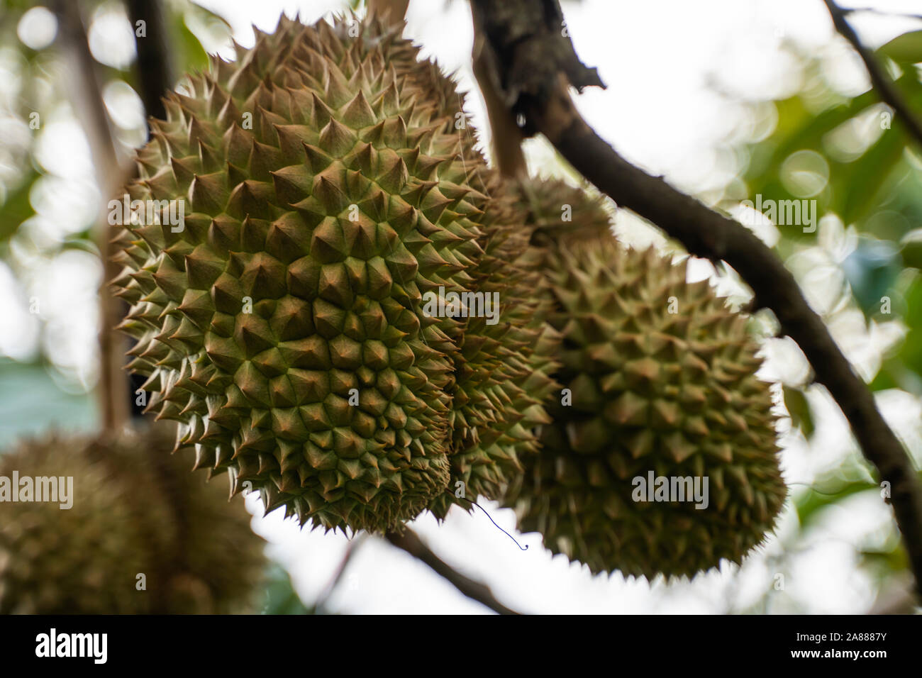 Durian - king of tropical fruit, on a tree branch in the orchard. Fresh ...