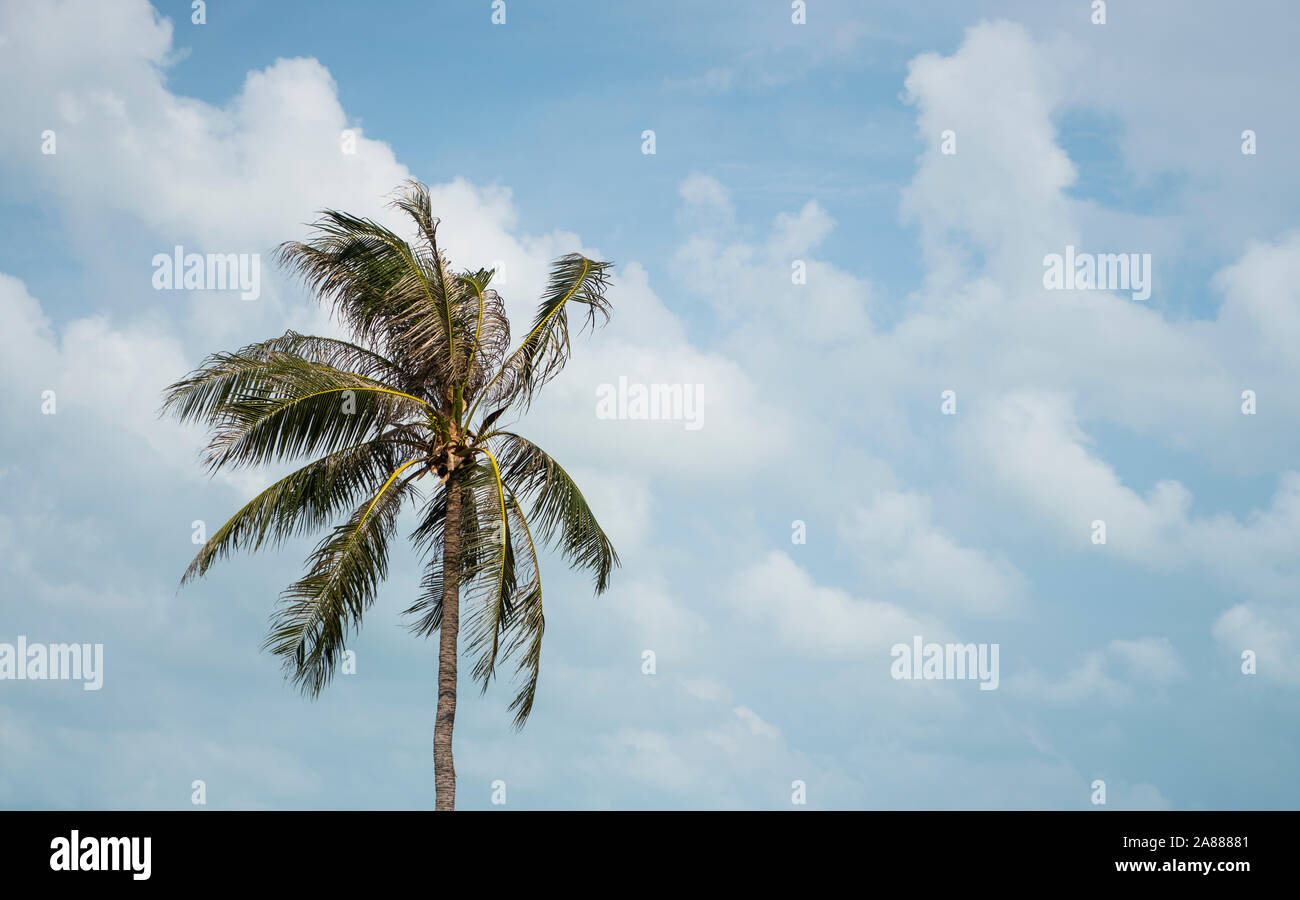 Green palm tree on blue sky background Stock Photo - Alamy